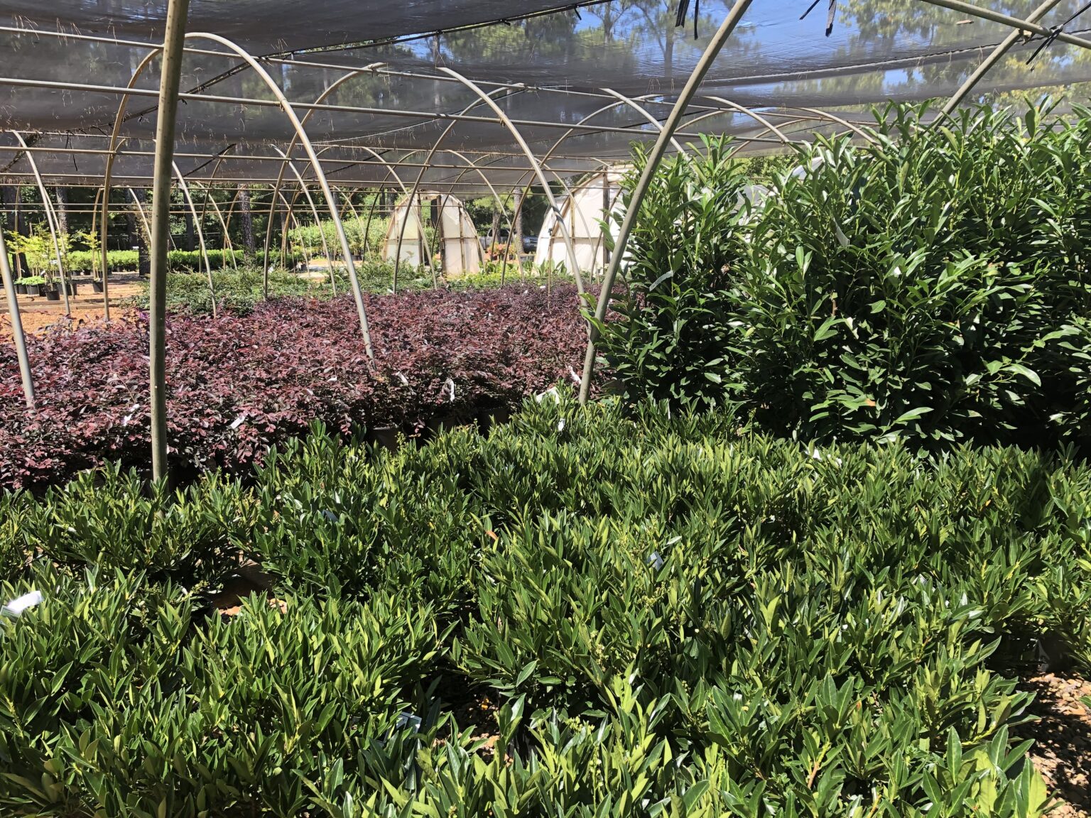 The Dabney Nursery – Mid-South's Largest Plant Selection for Landscaping