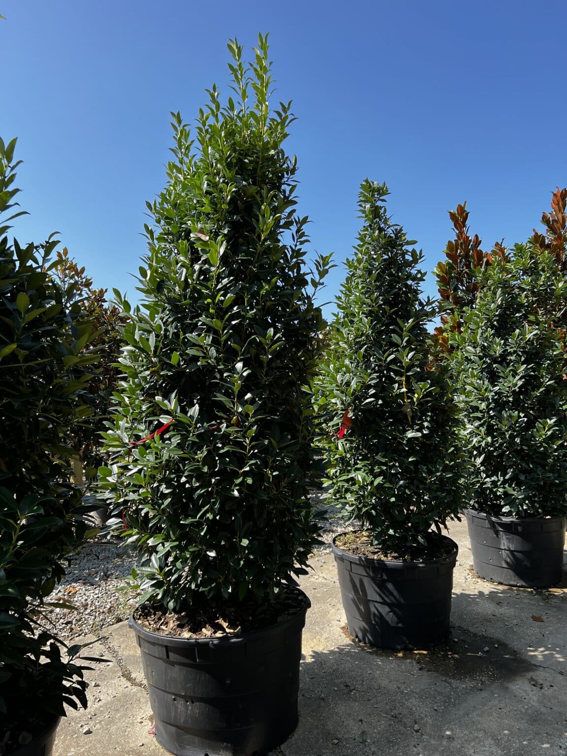 Trees We Carry – The Dabney Nursery